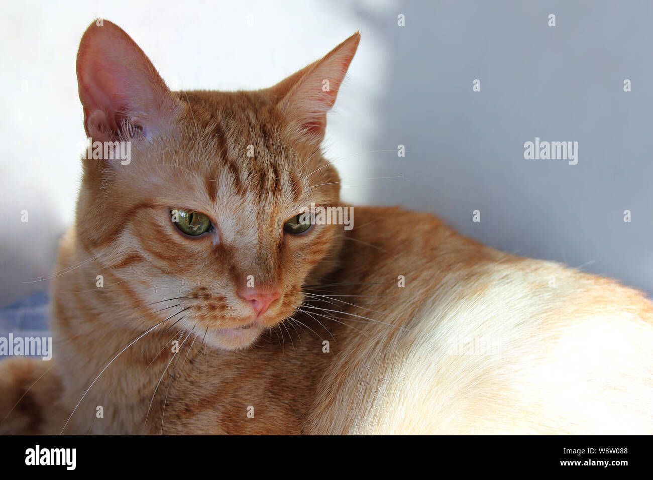 Beast in the sun hi-res stock photography and images - Alamy