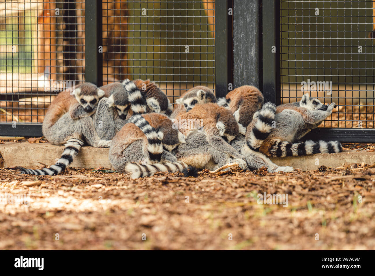 A family of Lemurs huddle together for safety and warmth at a Zoo in ...