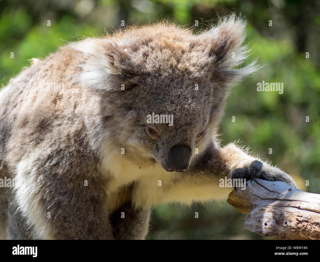 Walking koala hi-res stock photography and images - Alamy
