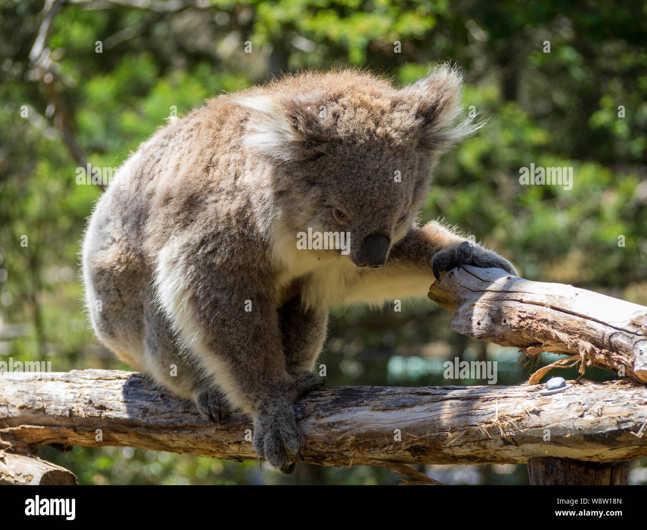 Koala walking in tree branches Stock Photo - Alamy