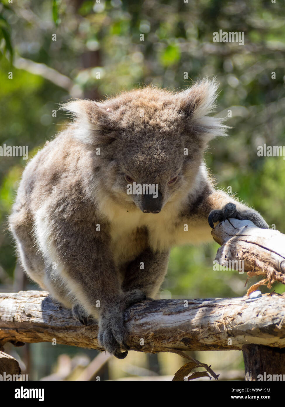 Koala walking in tree branches Stock Photo - Alamy