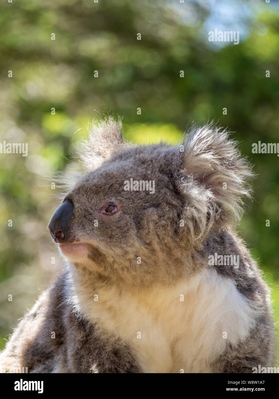 Koala head hi-res stock photography and images - Alamy