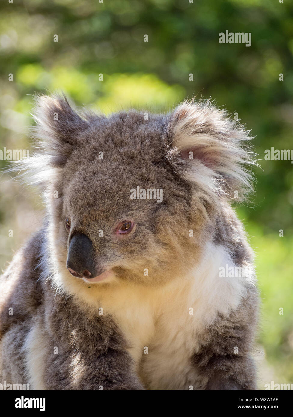 Koala head hi-res stock photography and images - Alamy