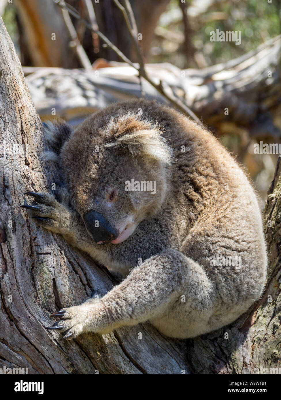 Koala sleeping in a tree setaed between branches Stock Photo - Alamy