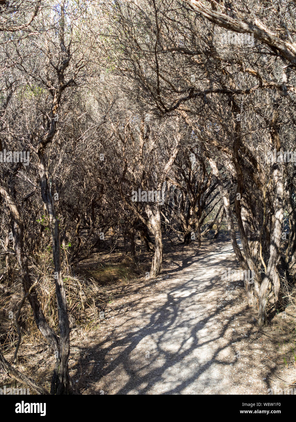 Dry Bush Stock Photos & Dry Bush Stock Images - Alamy