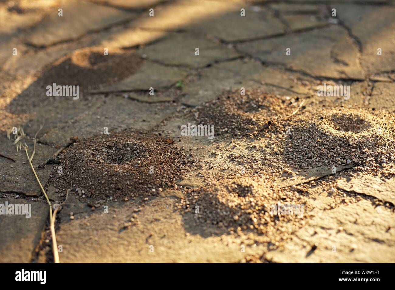 Small nests of ants in the stone floor of wild tiles in the sunny ...