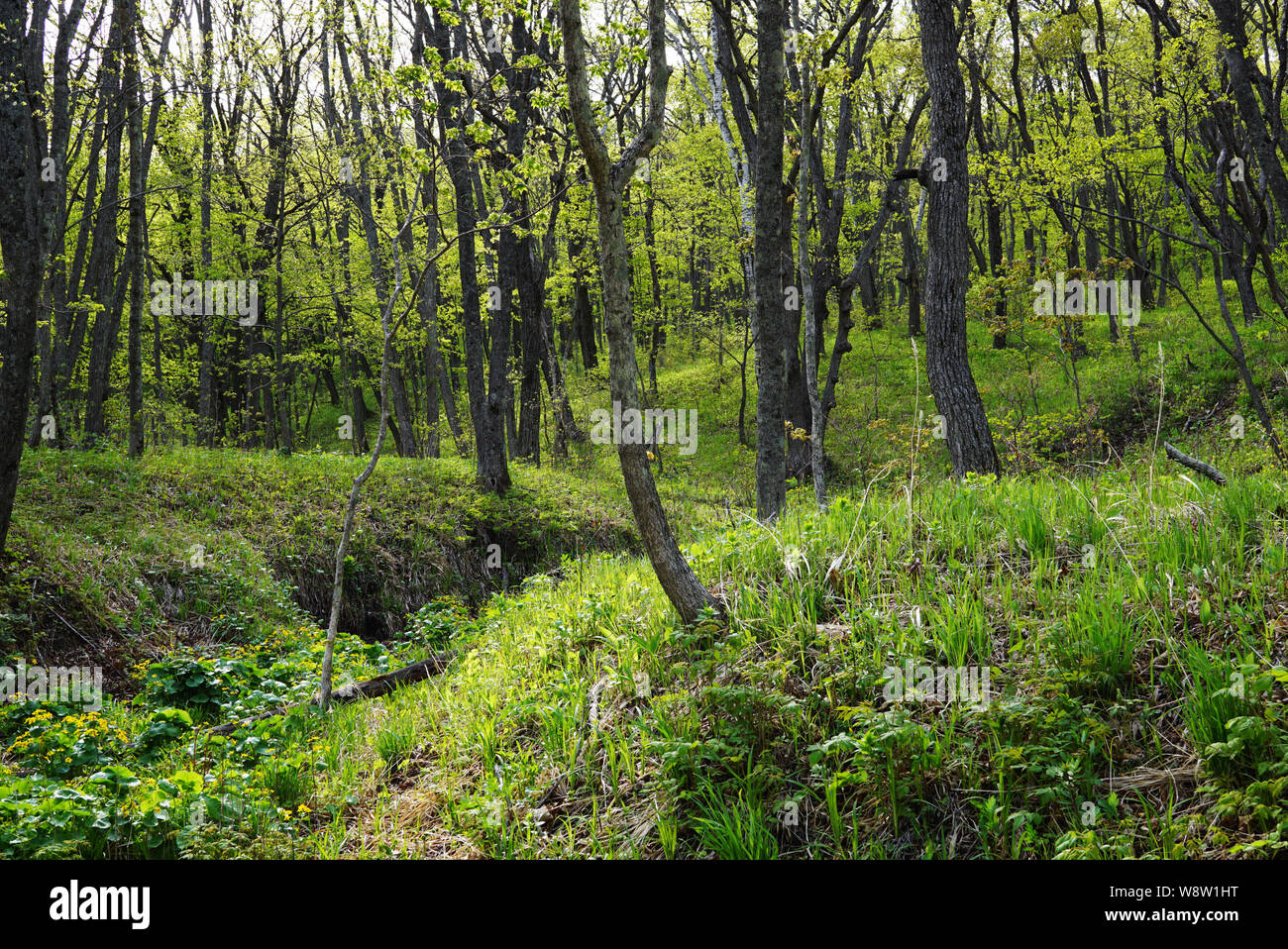 Green deciduous forest on a sunny day. Beautiful fluffy hills covered ...