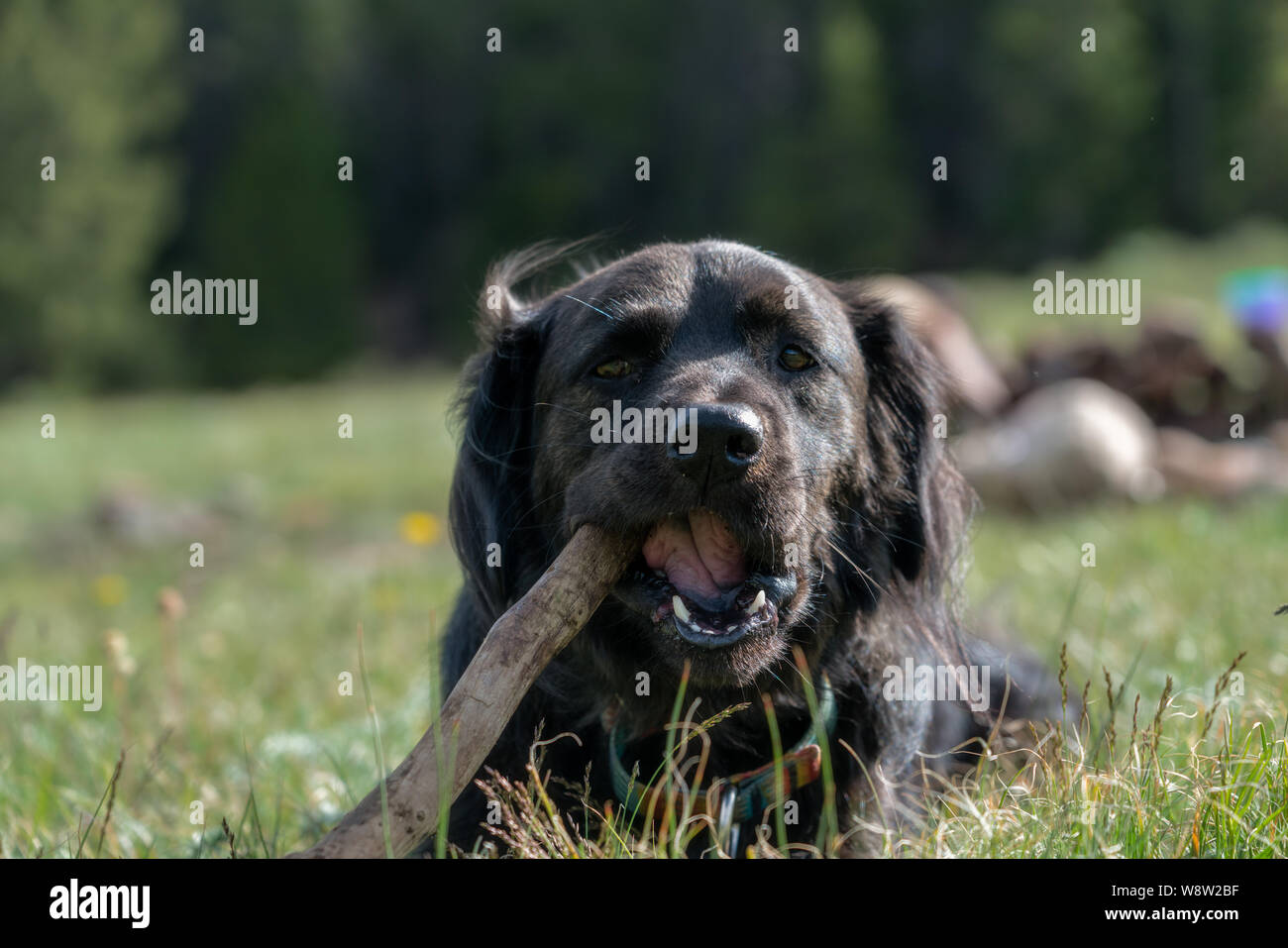 After a long game of fetch in the grass Stock Photo - Alamy