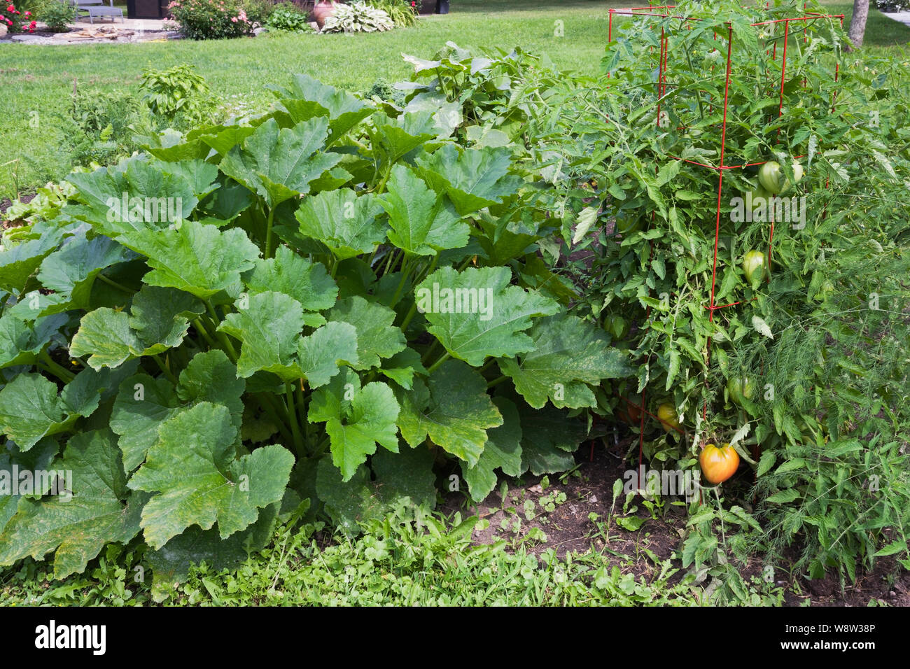 Organic vegetable garden plot with Lycopersicon esculentum - Tomato and ...
