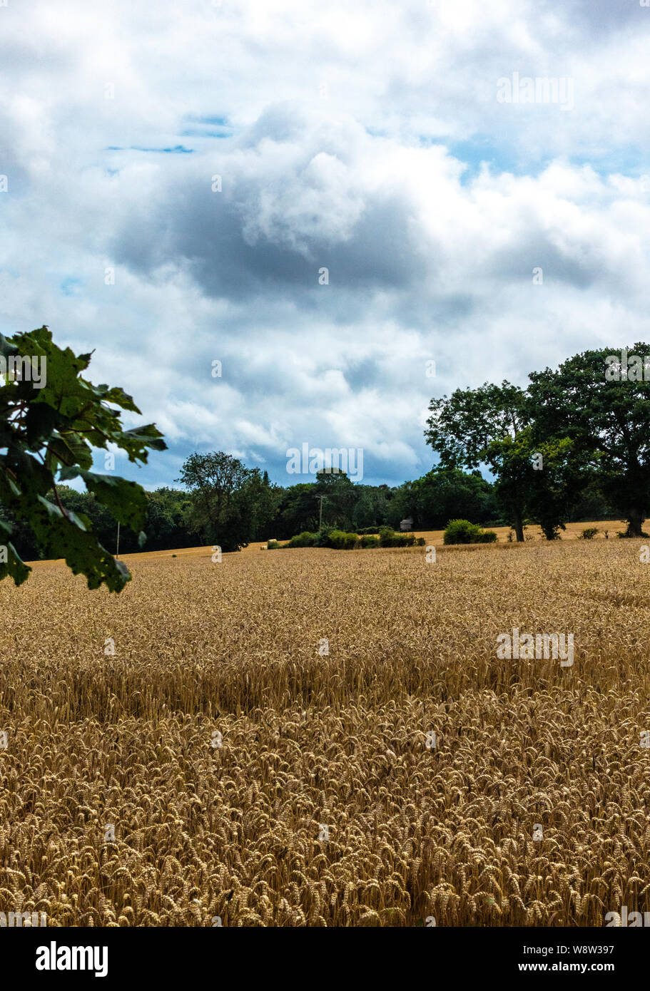 Storm clouds gather over the wheat fields of Sheffield in August Stock ...