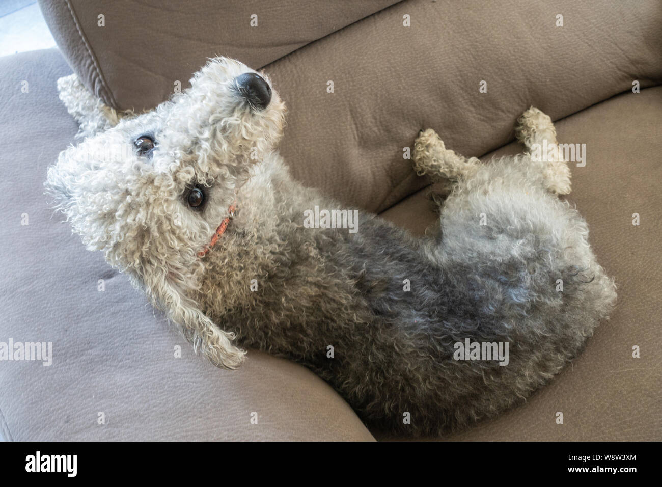 Dog looking backwards hi-res stock photography and images - Alamy