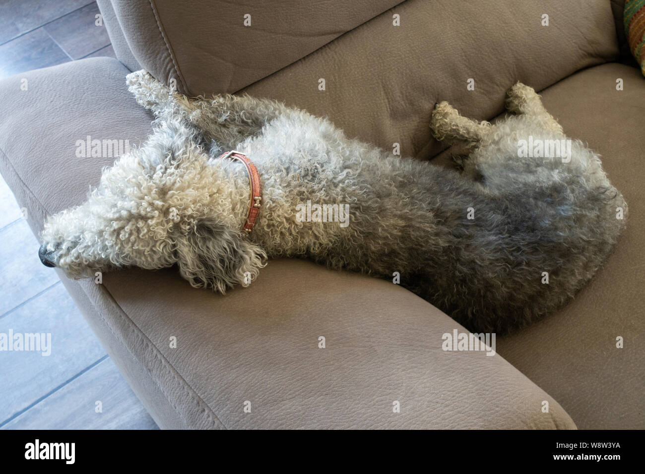 Dog looking backwards hi-res stock photography and images - Alamy