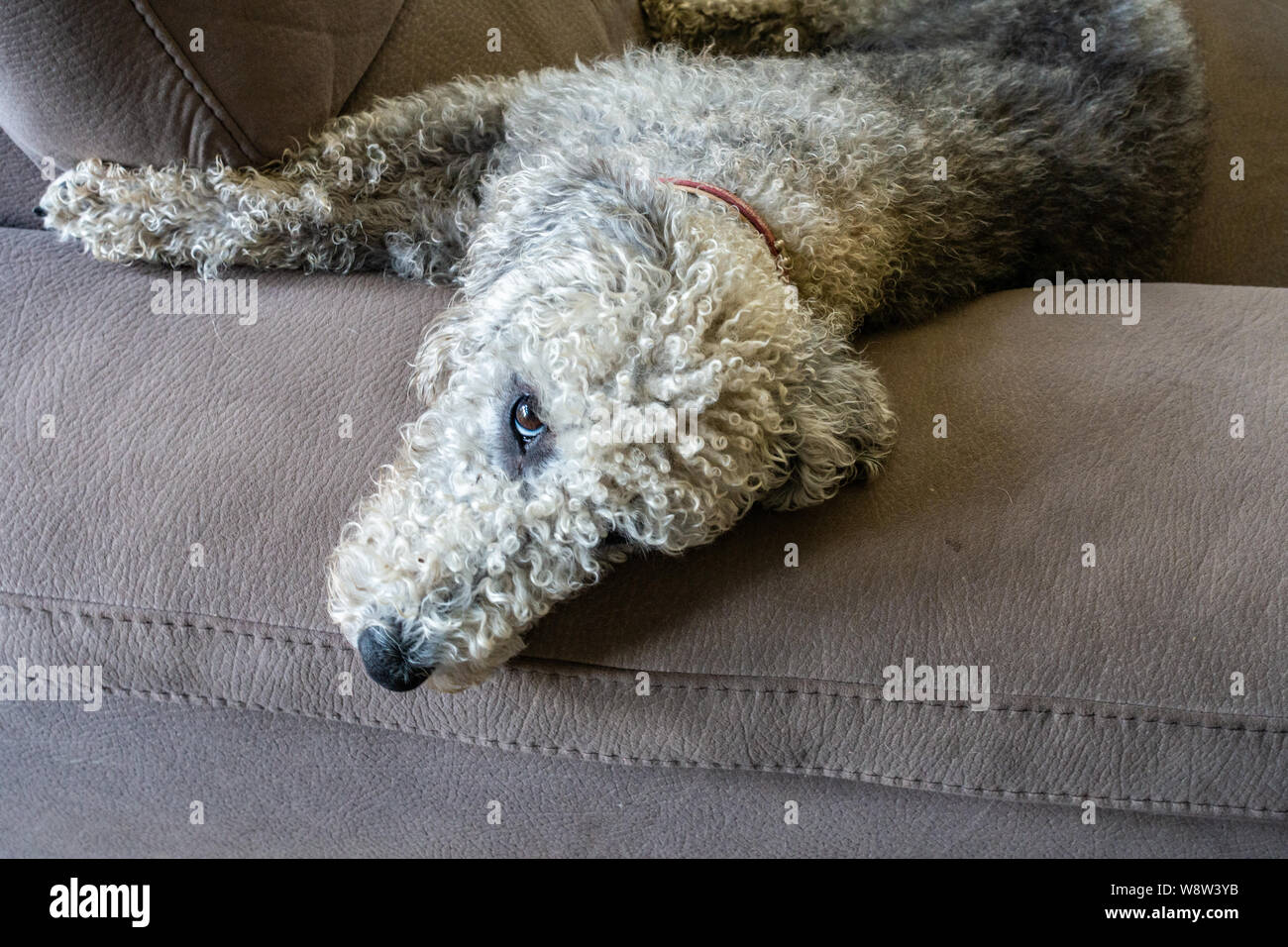 Dog looking backwards hi-res stock photography and images - Alamy
