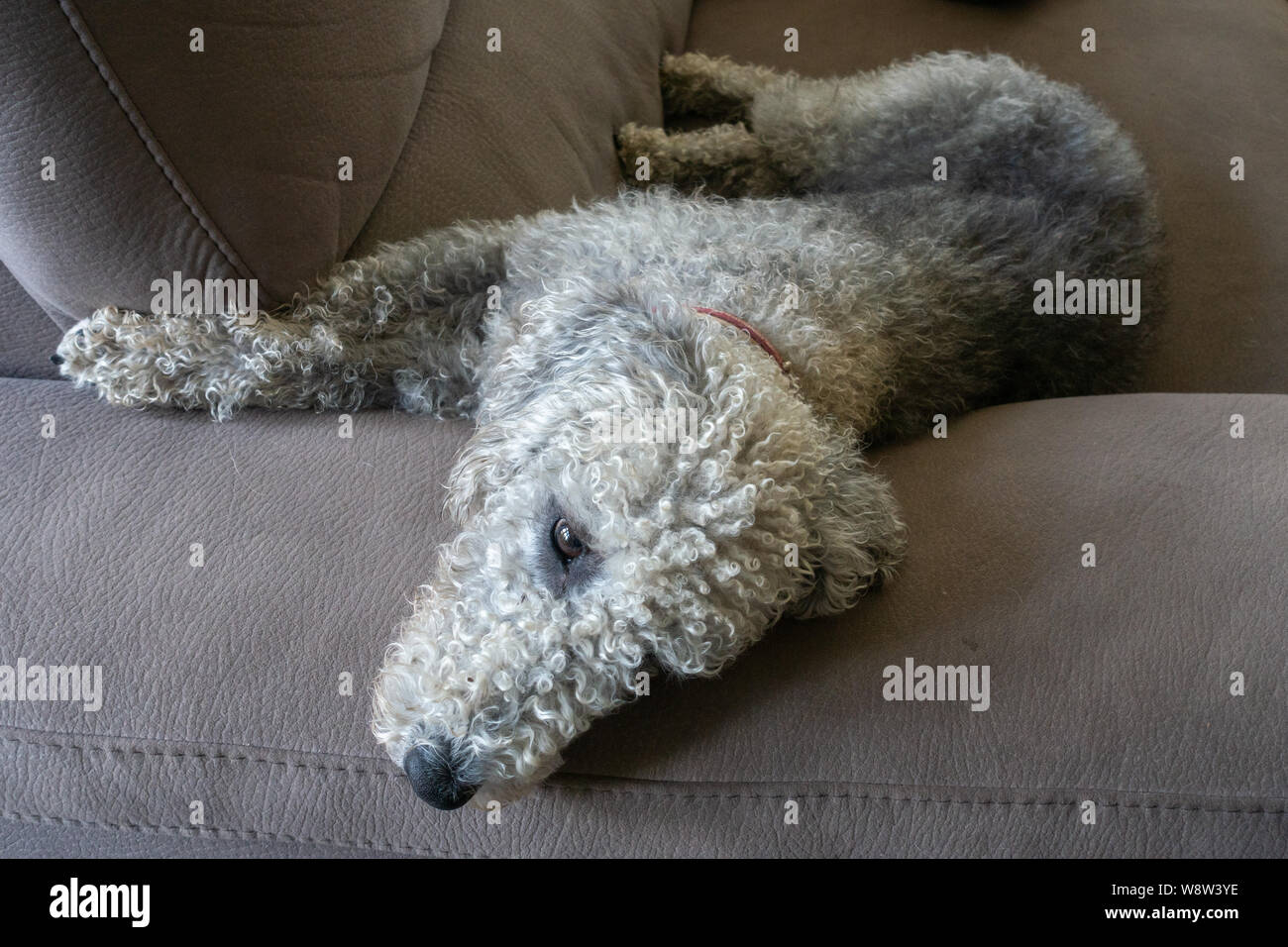 Dog looks backwards hi-res stock photography and images - Alamy