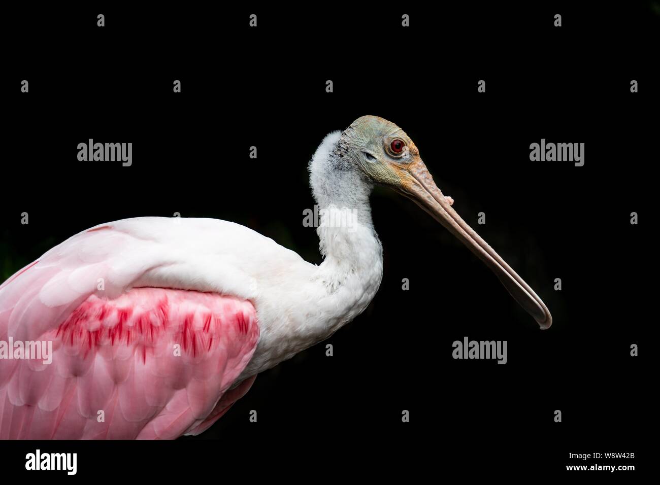 Roseate spoonbill isolated on black background Stock Photo - Alamy