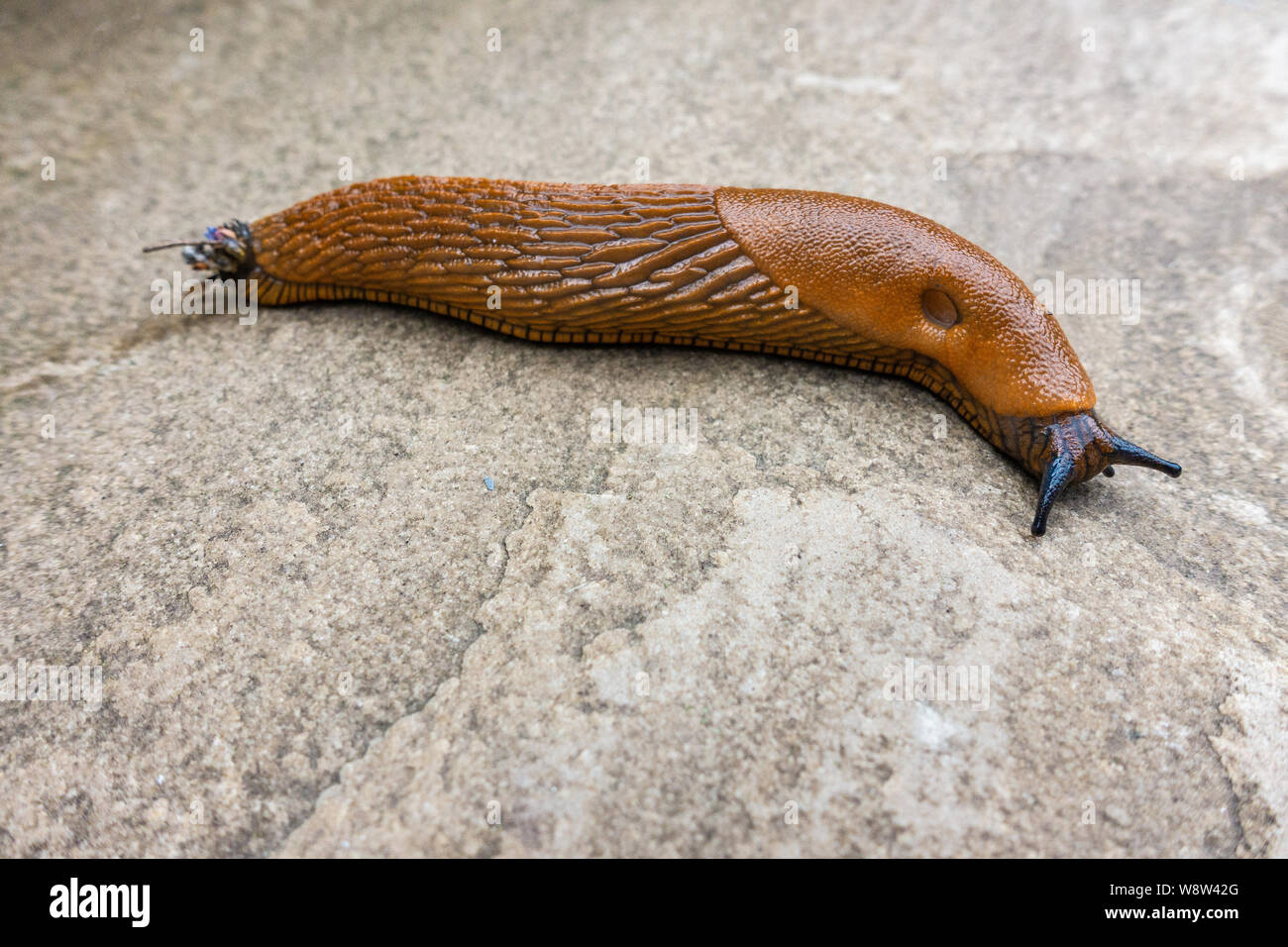 Slug looking at camera hi-res stock photography and images - Alamy
