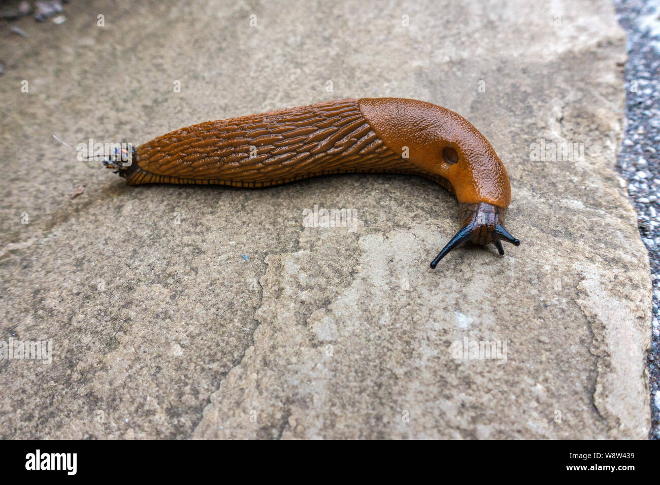 low view close up of Garden slug crawling on patio Stock Photo - Alamy