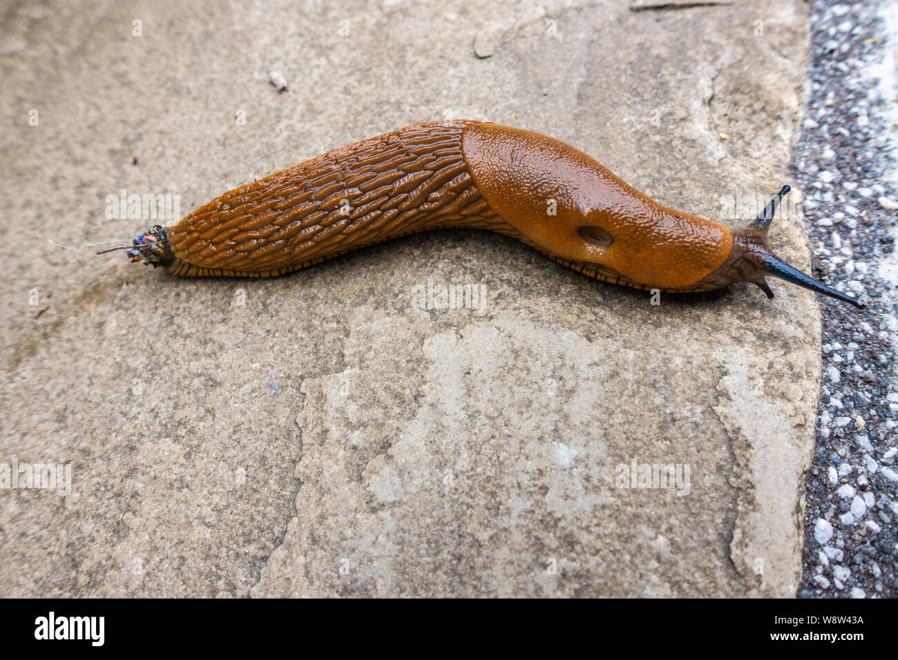 Garden slug hi-res stock photography and images - Alamy