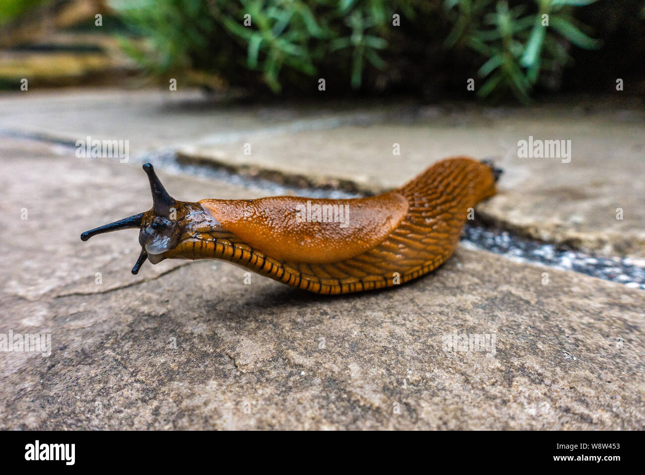 Garden slug hi-res stock photography and images - Alamy