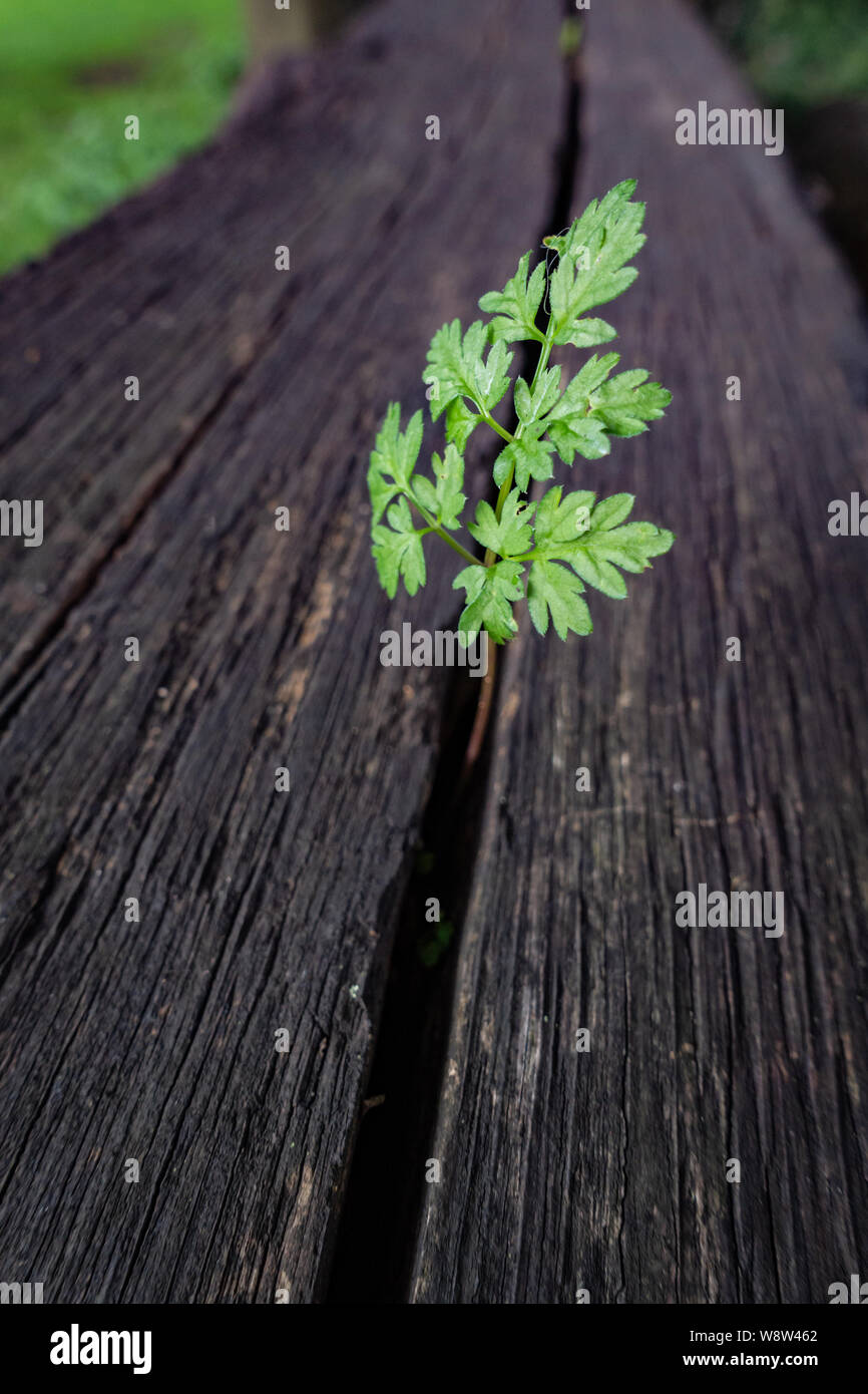 tiny tree roots itself and survives in an old wood beam Stock Photo - Alamy