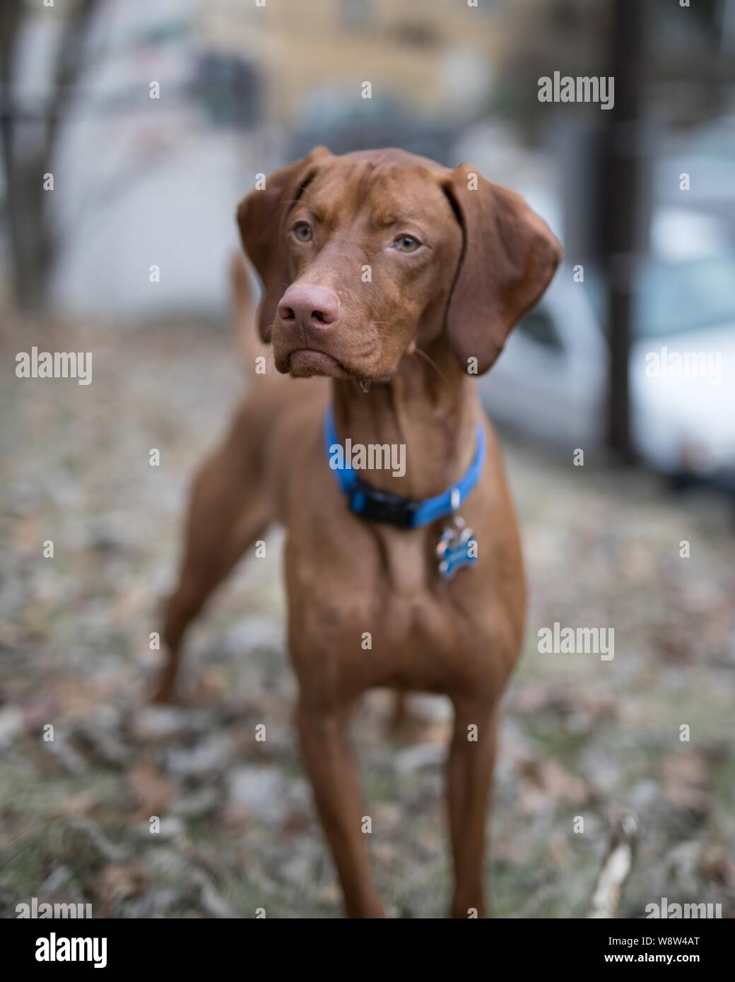Portrait of a brown short-coated hunting dog outdoors Stock Photo - Alamy