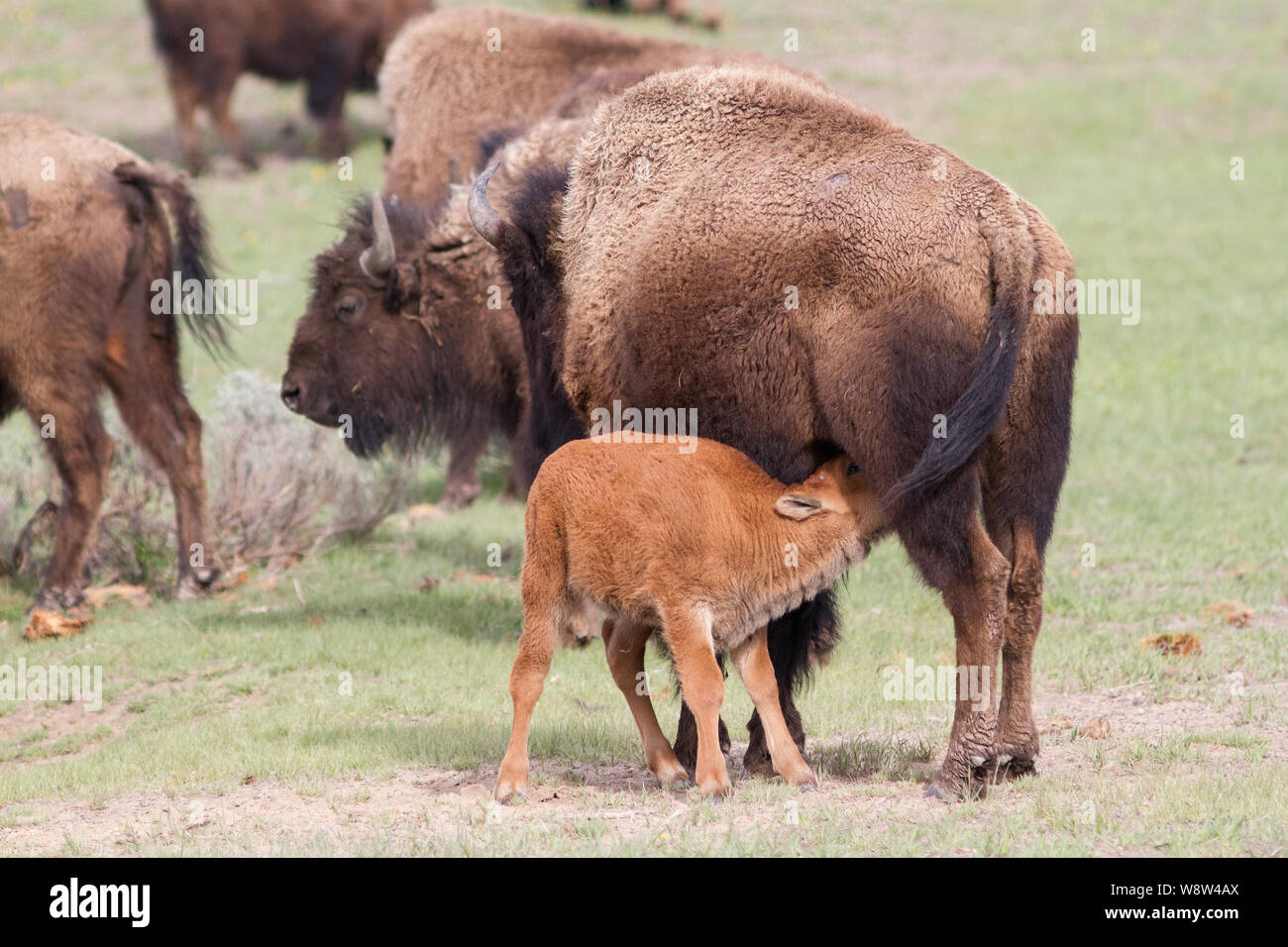 American Bison with calf feeding Stock Photo - Alamy