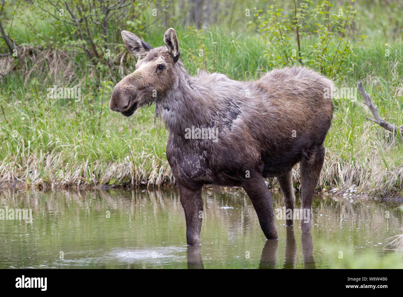 Moose standing in mountain stream Stock Photo - Alamy