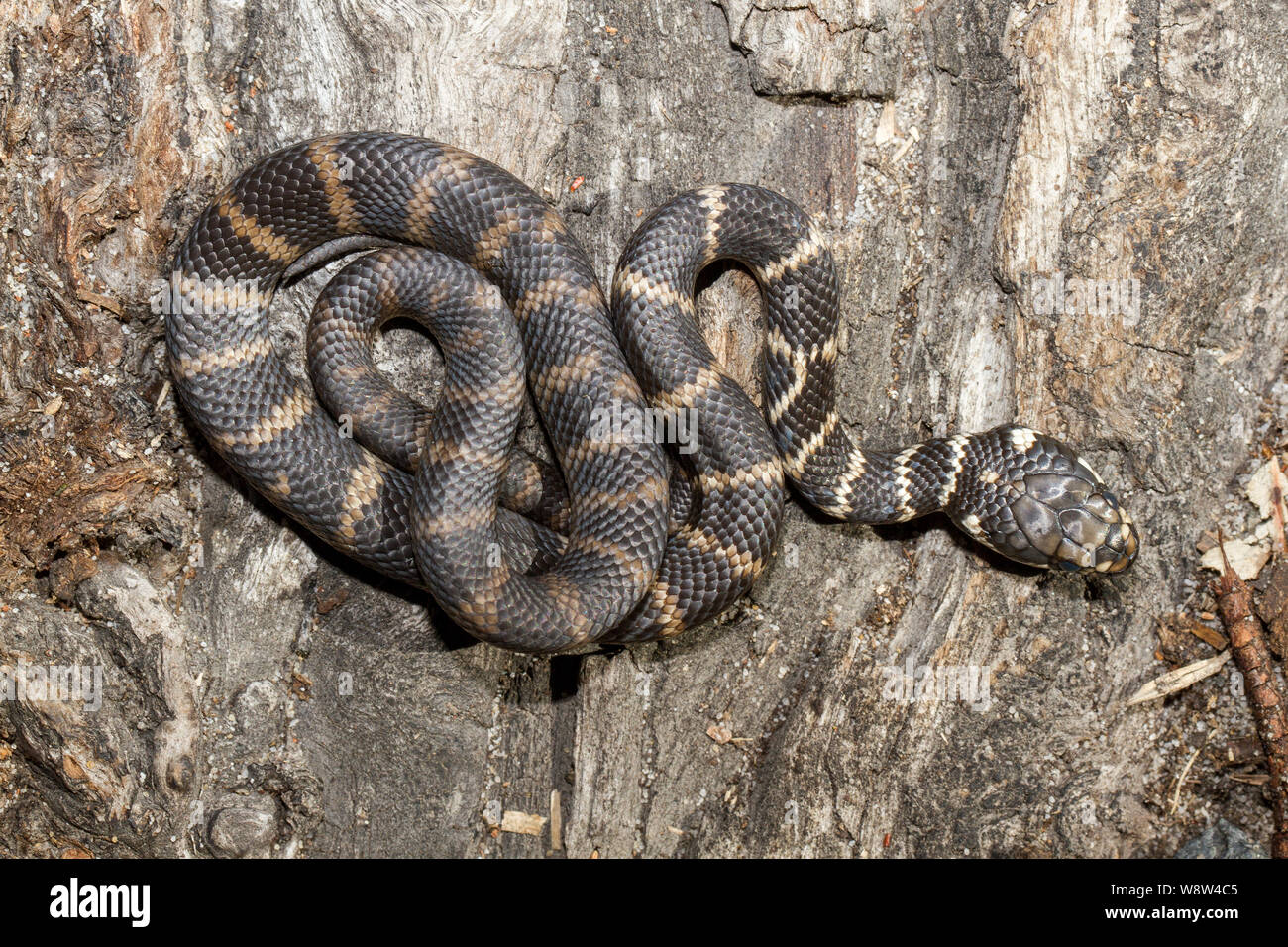 Banded snake hi-res stock photography and images - Alamy