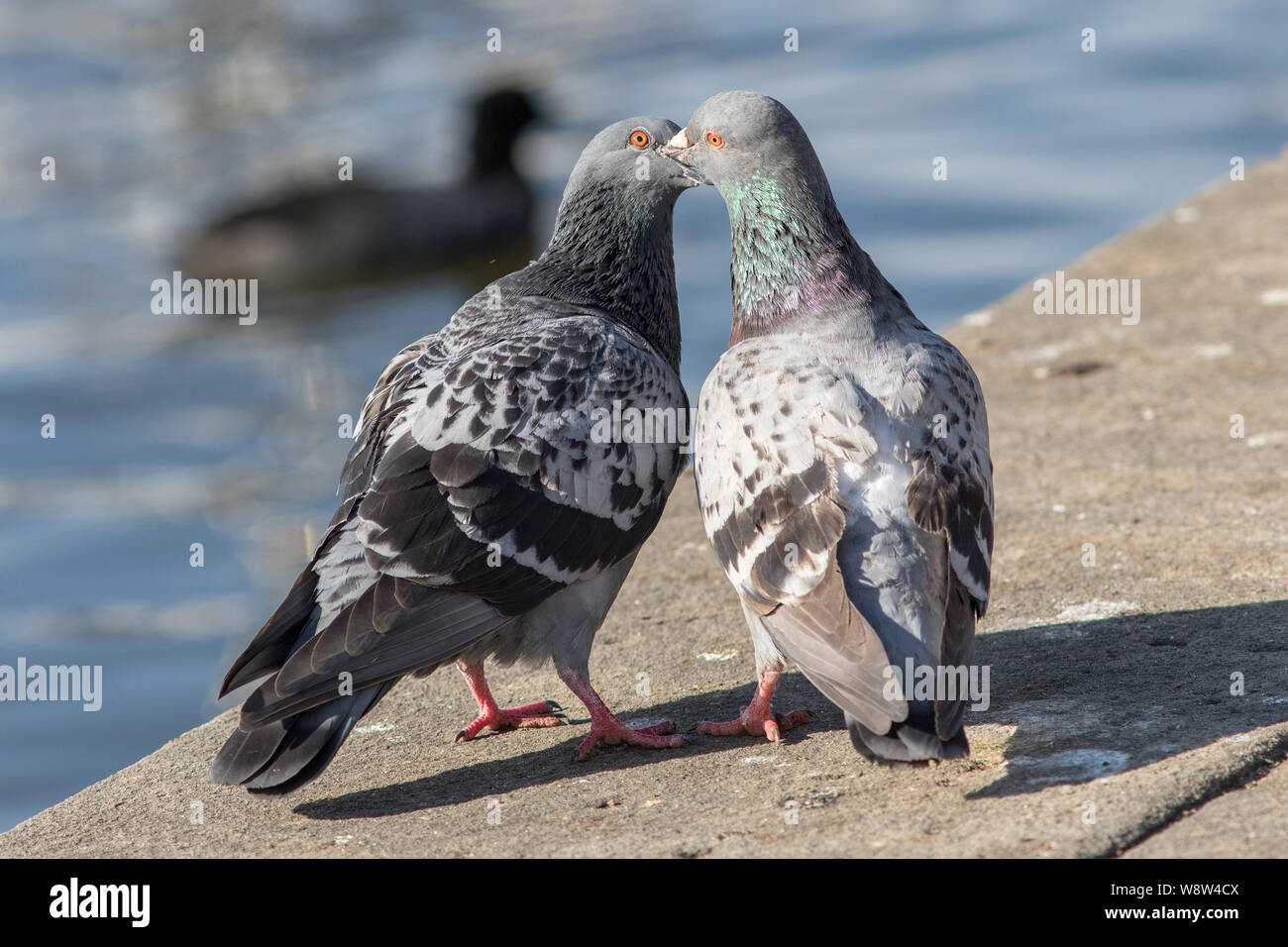 Rock dove columba livia feeding hi-res stock photography and images - Alamy