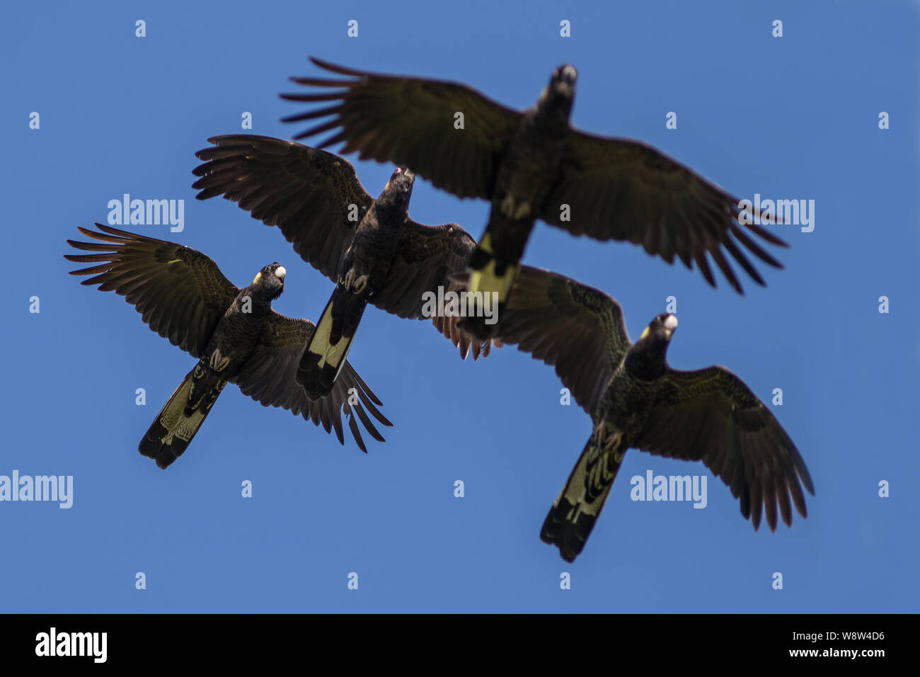 Yellow-tailed Black Cockatoo flock in flight Stock Photo - Alamy
