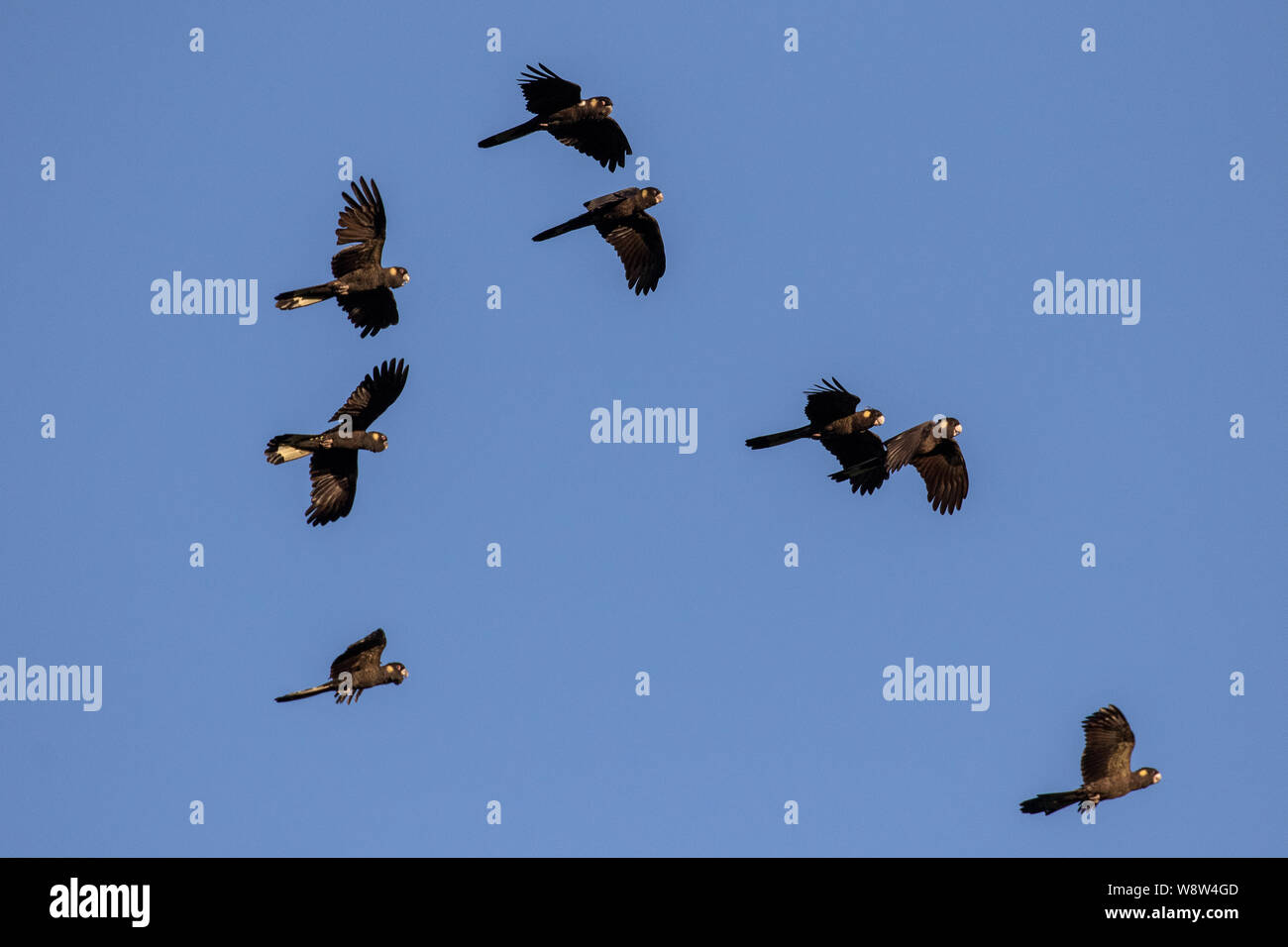 Yellow-tailed Black Cockatoo flock in flight Stock Photo - Alamy