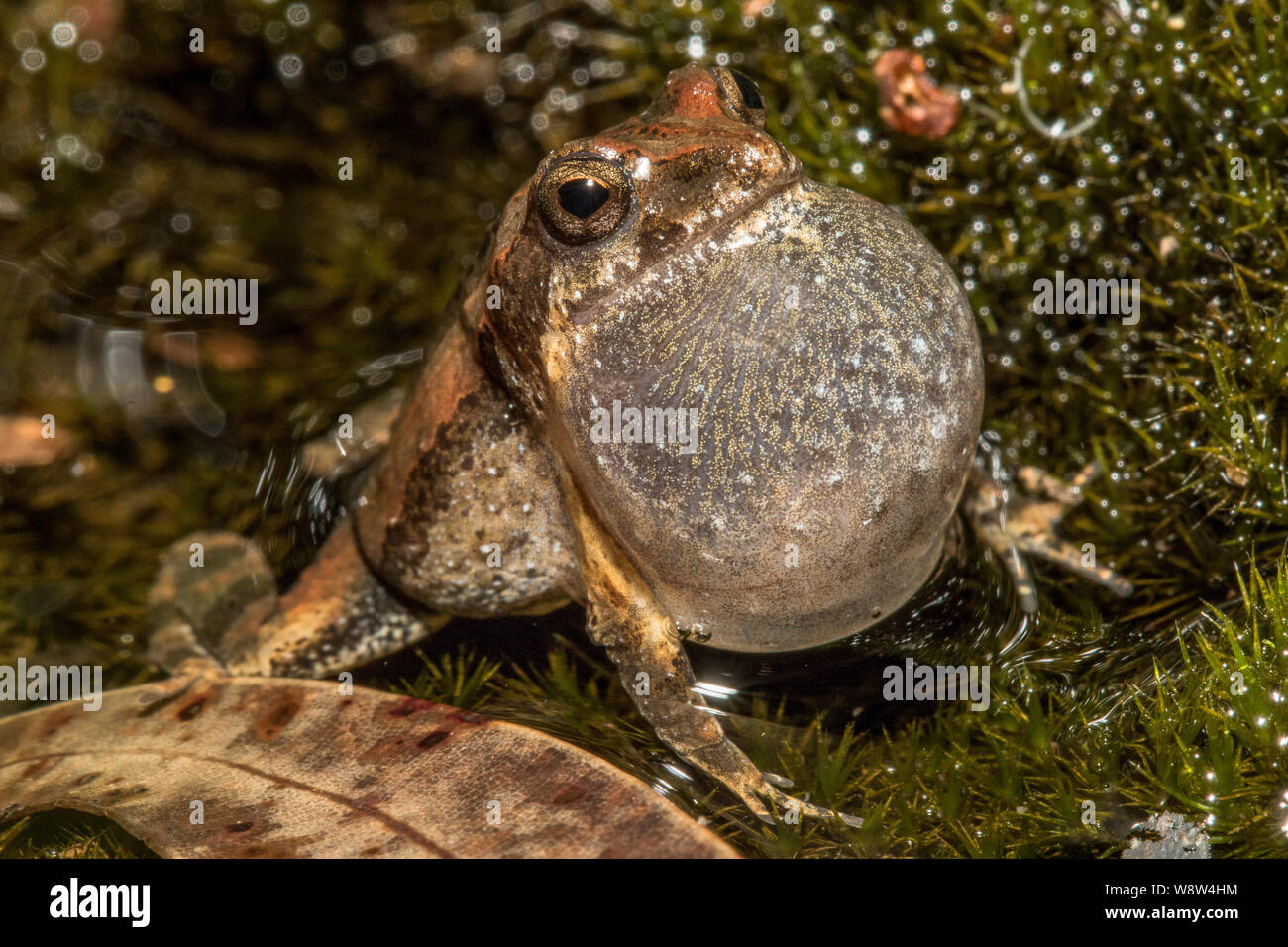 Common eastern froglet hi-res stock photography and images - Alamy