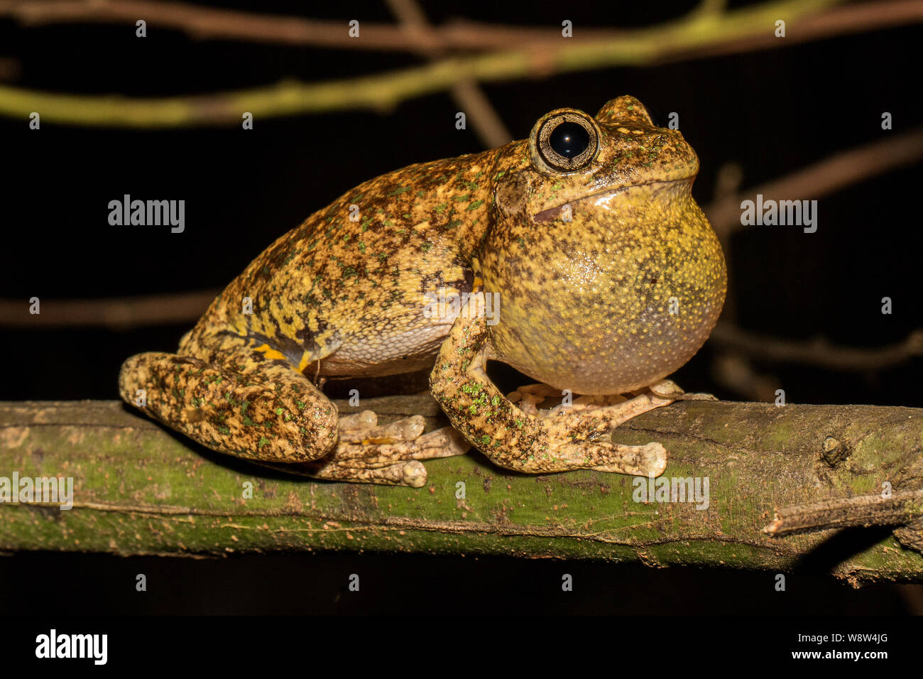 Peron's Tree Frog calling for mate Stock Photo - Alamy