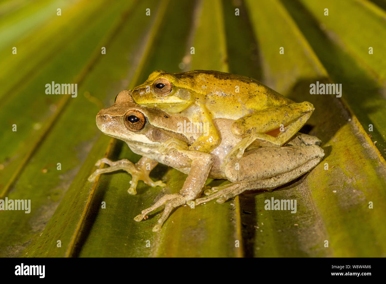 Whirring Tree Frog in amplexus Stock Photo - Alamy