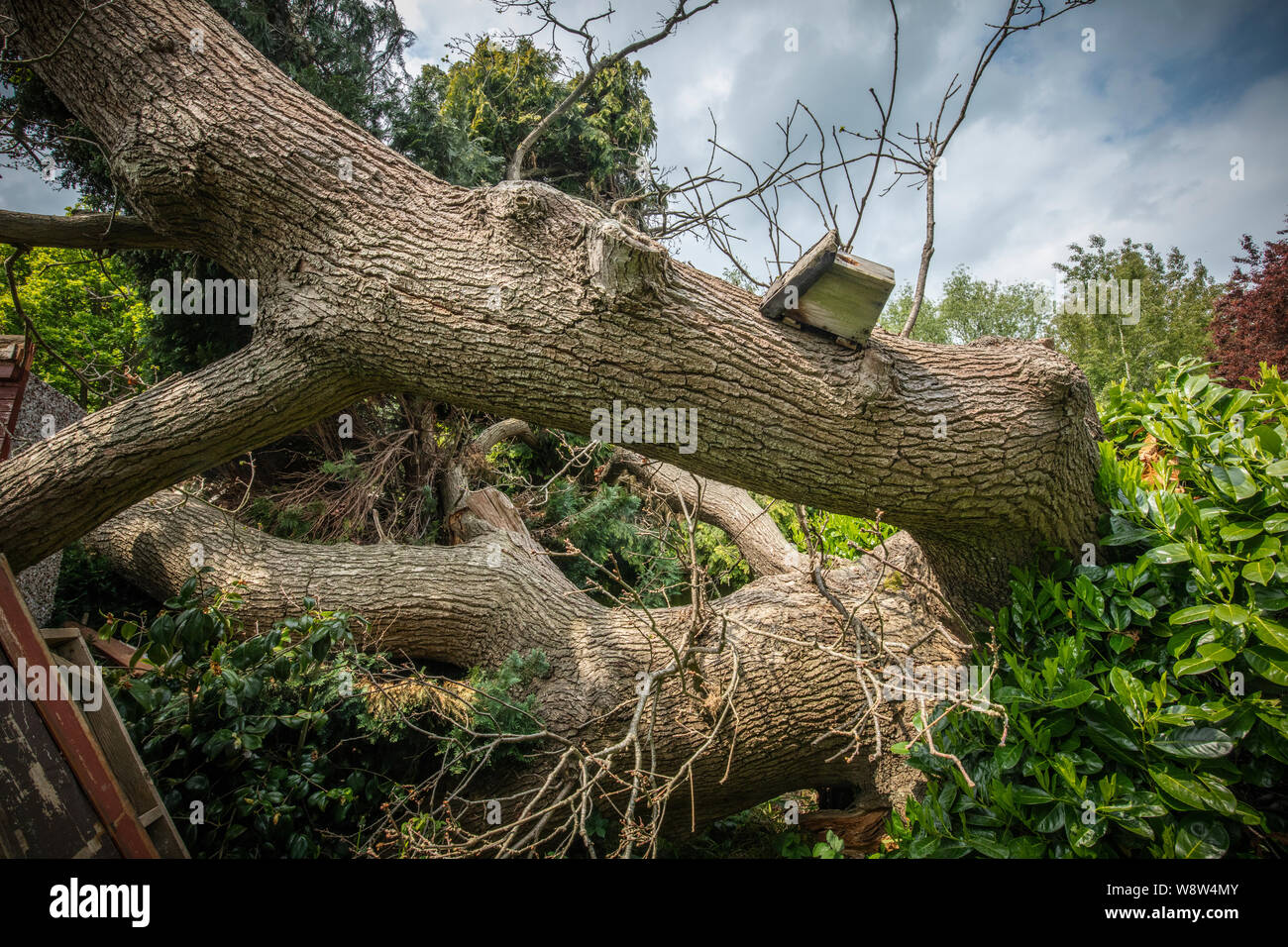 Large 13 ton oak tree fallen on a garden in Sussex Stock Photo - Alamy