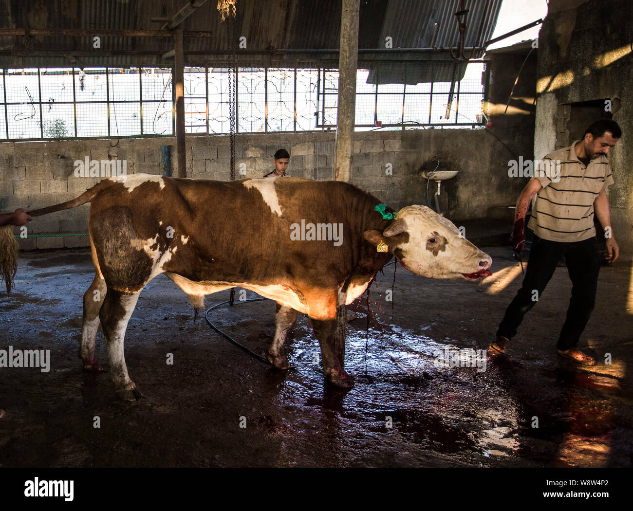 Muslim Cow Slaughter