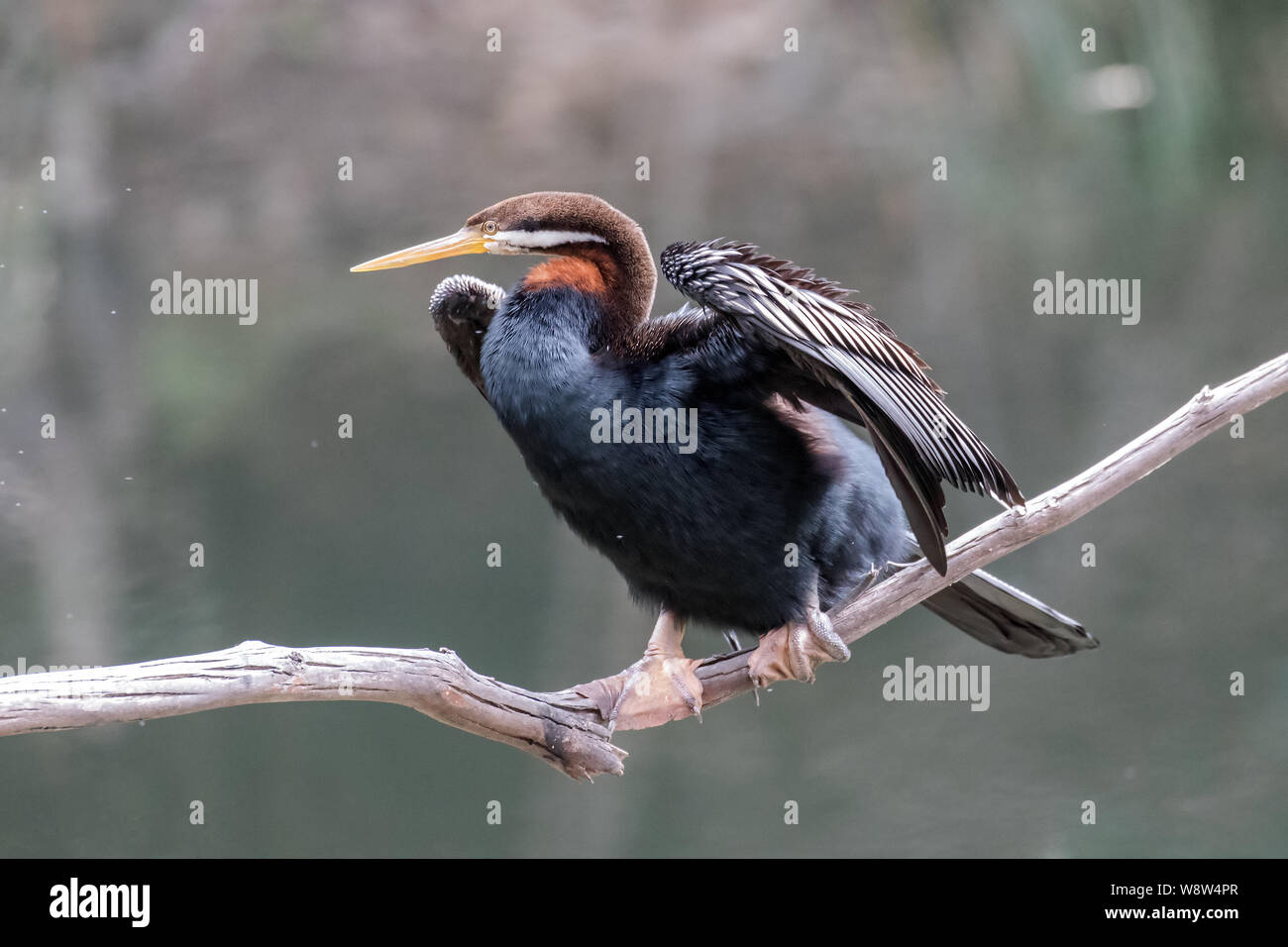 Drying feathers hi-res stock photography and images - Alamy
