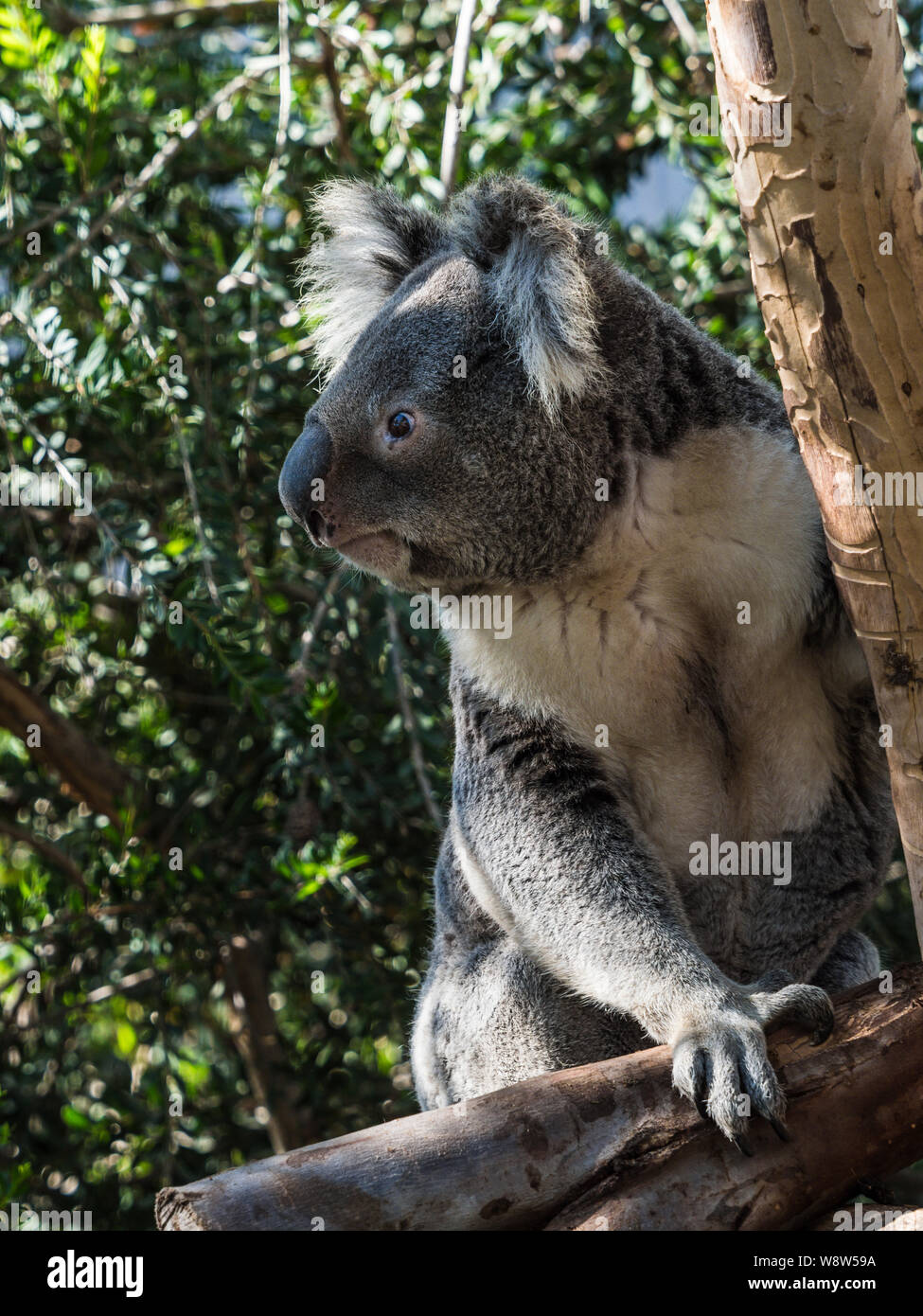 Koala (Phascolarctos cinereus), a thickset arboreal marsupial herbivore ...