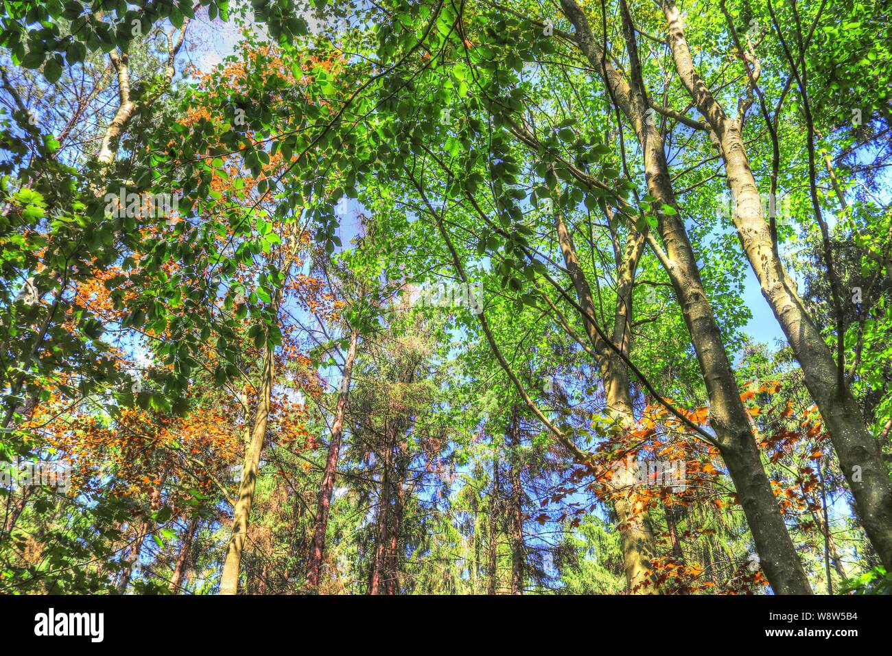 Detailed view into a green forest with summer trees and sunlight Stock ...