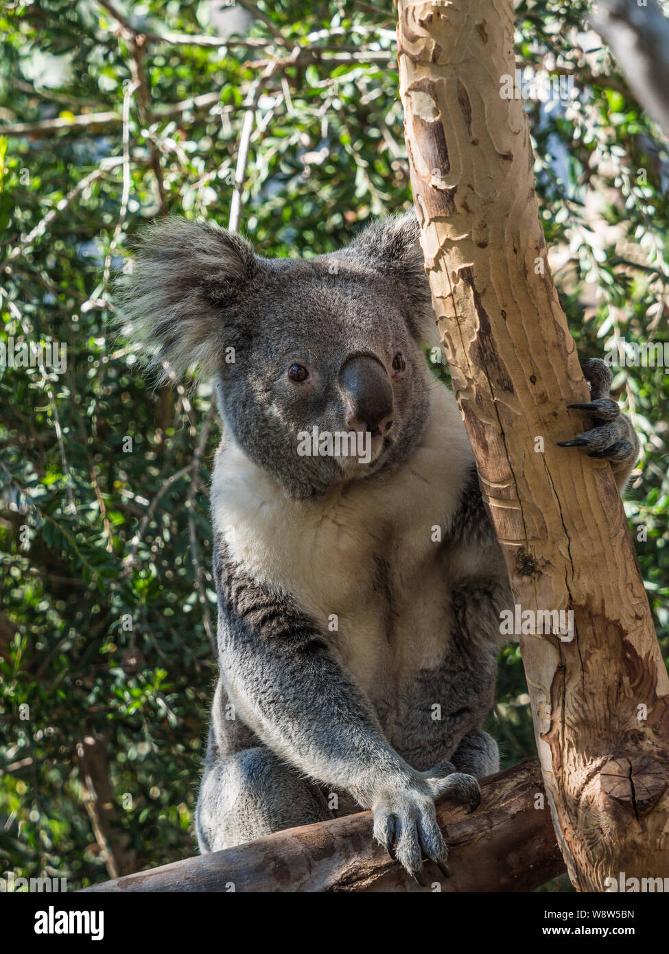Koala (Phascolarctos cinereus), a thickset arboreal marsupial herbivore ...