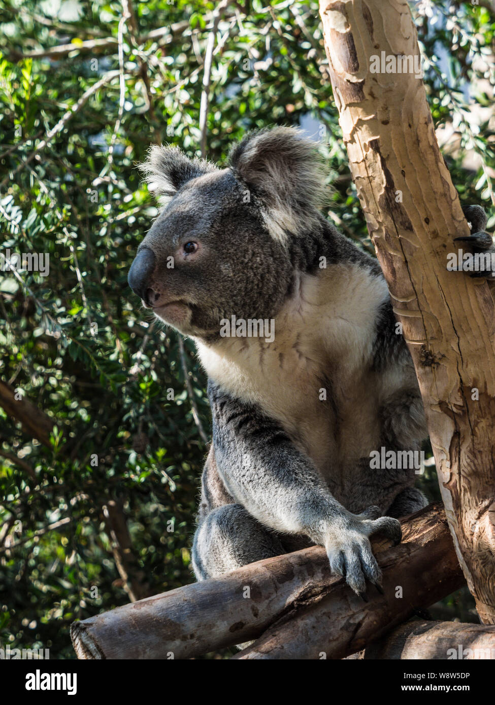 Koala (Phascolarctos cinereus), a thickset arboreal marsupial herbivore ...