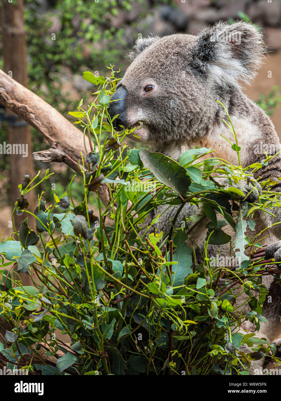 Koala (Phascolarctos cinereus), a thickset arboreal marsupial herbivore ...