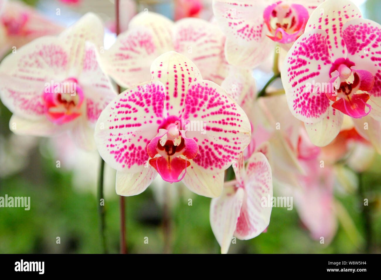 photo of colorful orchid flower in garden Stock Photo - Alamy