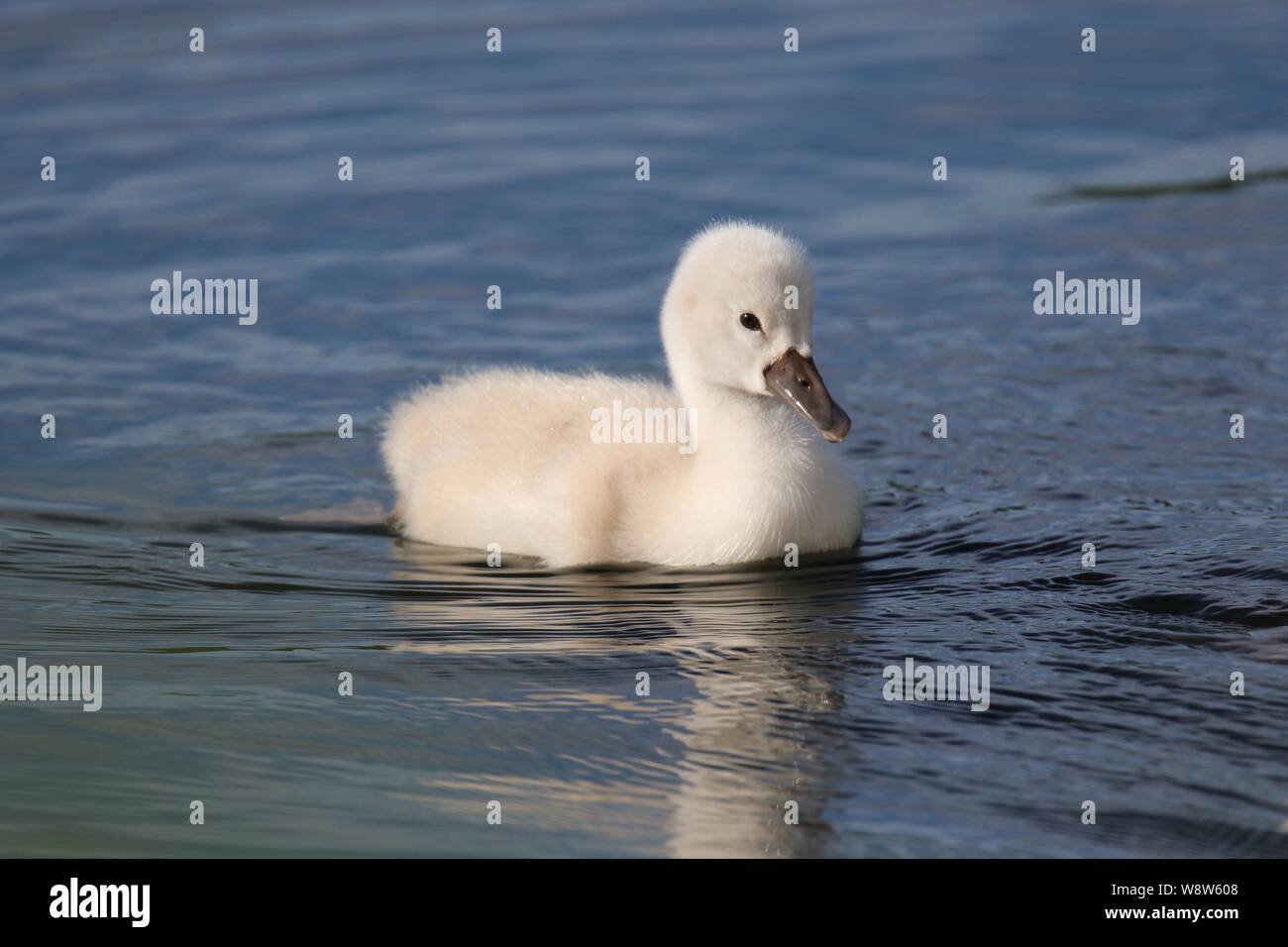Cute baby swimming hi-res stock photography and images - Alamy