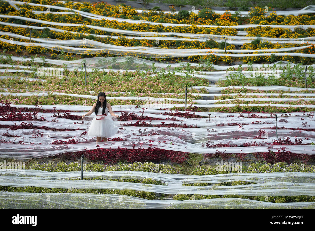 A model looks at the 4,100-meter-long wedding dress in a flower field ...