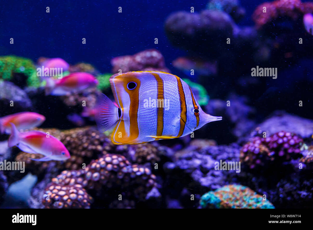 Deep sea fish dark hi-res stock photography and images - Alamy