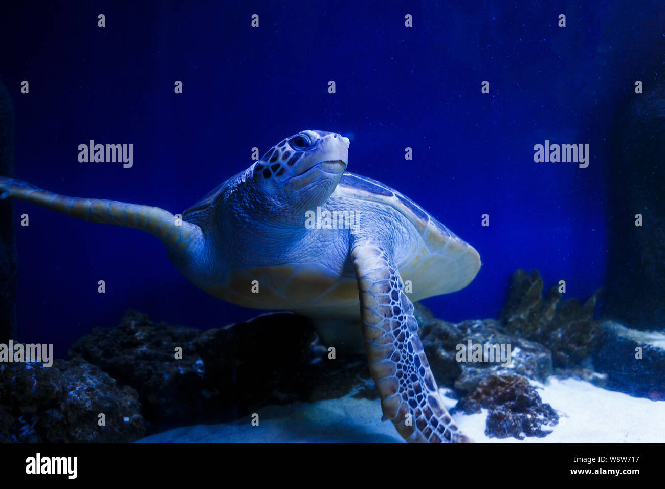 Sea turtle seen at the blue water. High Fiving Turtle swims at the ...