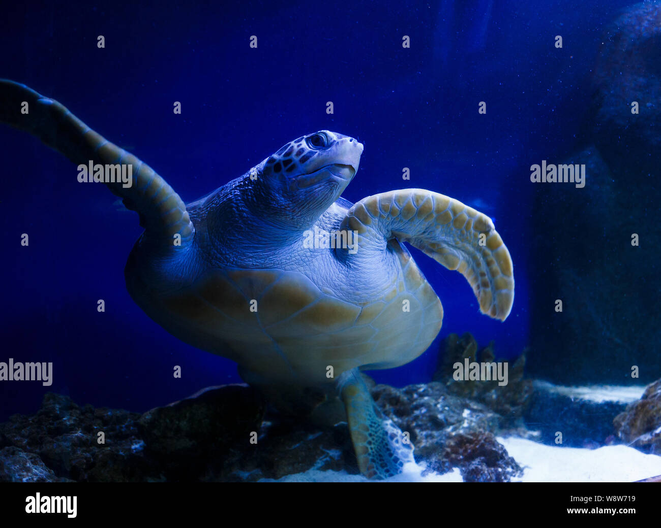 Sea turtle seen at the blue water. High Fiving Turtle swims at the ...