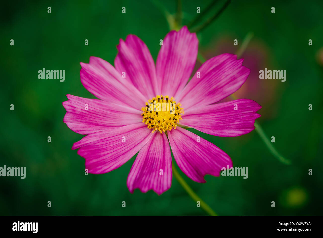 Fuchsia flower cosmos bipinnatus on green background, closeup macro ...