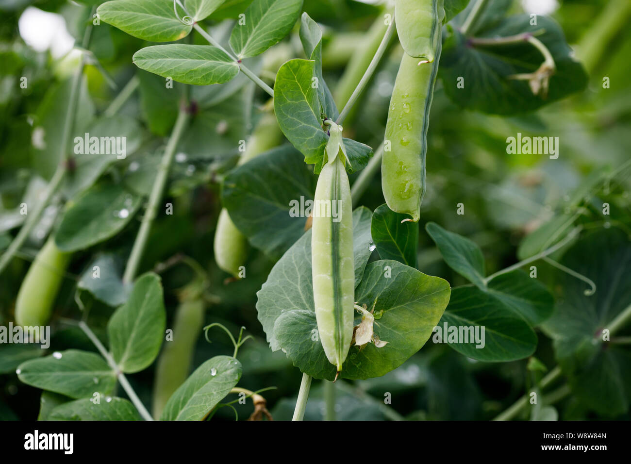 Green pea pods on plants in vegetable garden. Growing peas Stock Photo ...